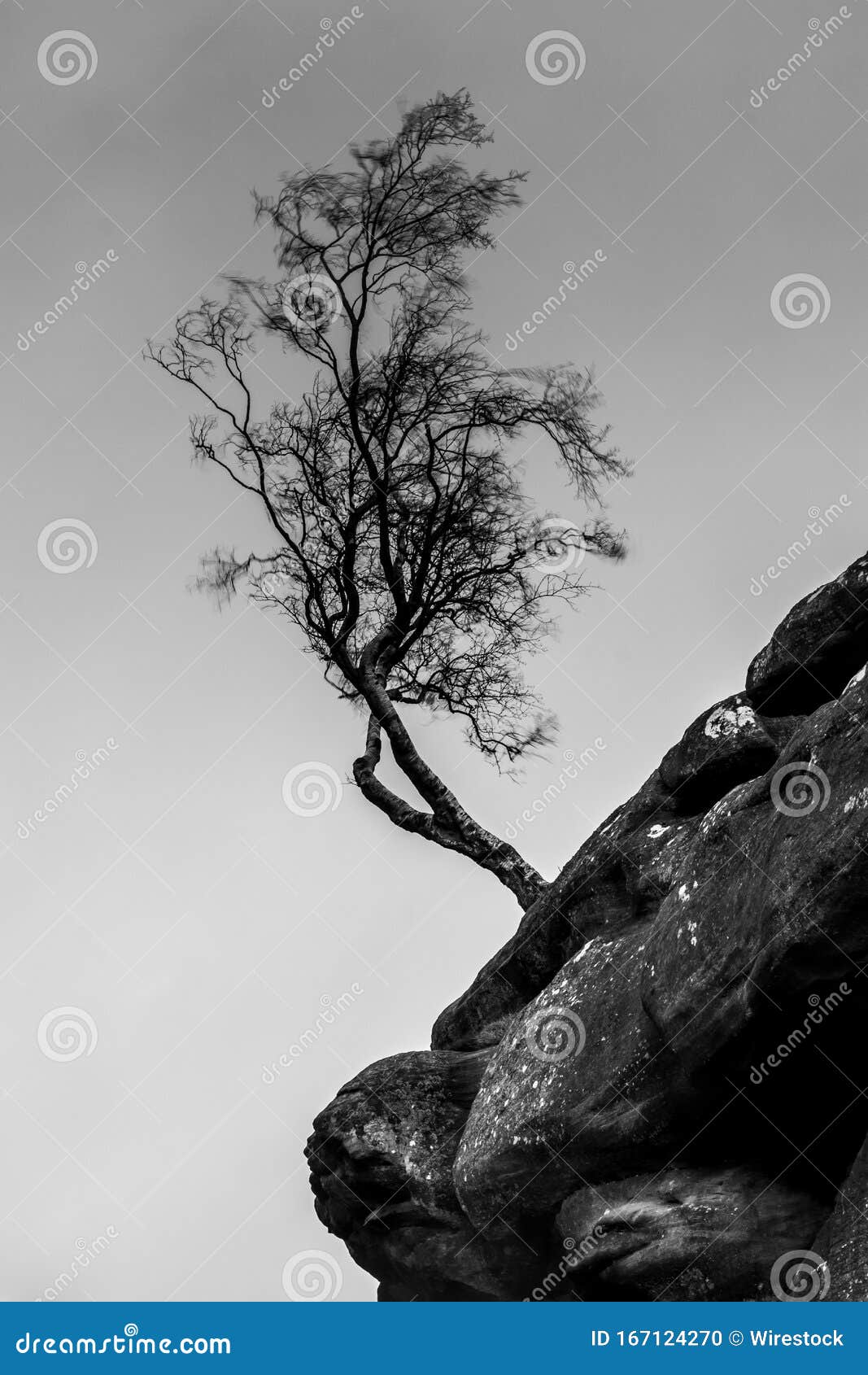 Vertical Greyscale Shot of a Tree Growing at the Rock Cliff Stock Photo ...