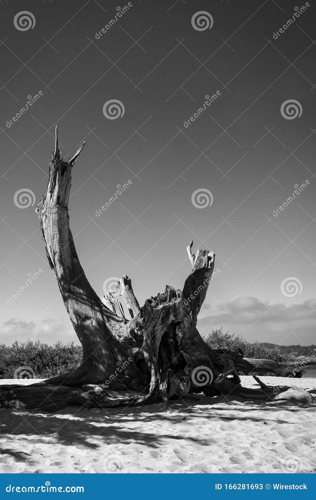 Vertical Greyscale Shot of Tree Roots Under the Dark Sky Stock Image ...