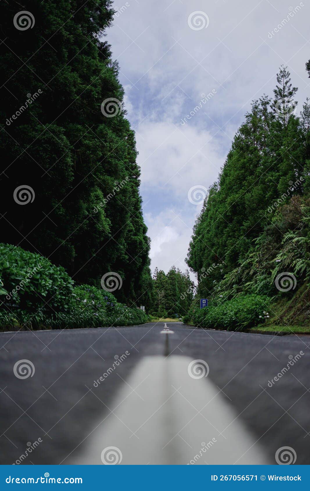 Vertical Ground-level Shot of an Asphalt Road Surrounded by Trees Stock ...