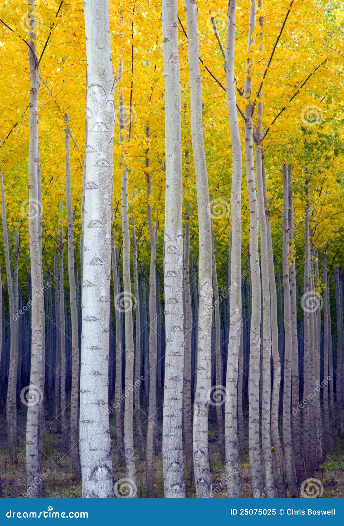 Aspen Trees Commited Vertical Growth Fall Color Stock Image - Image of ...