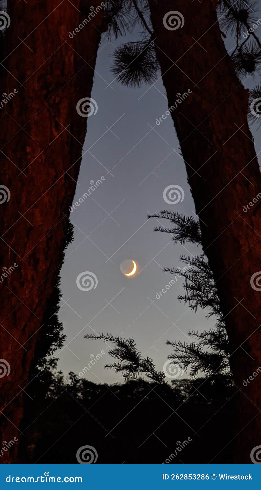 Vertical of the Half Moon with Its Full Shadow from the Middle of Trees ...