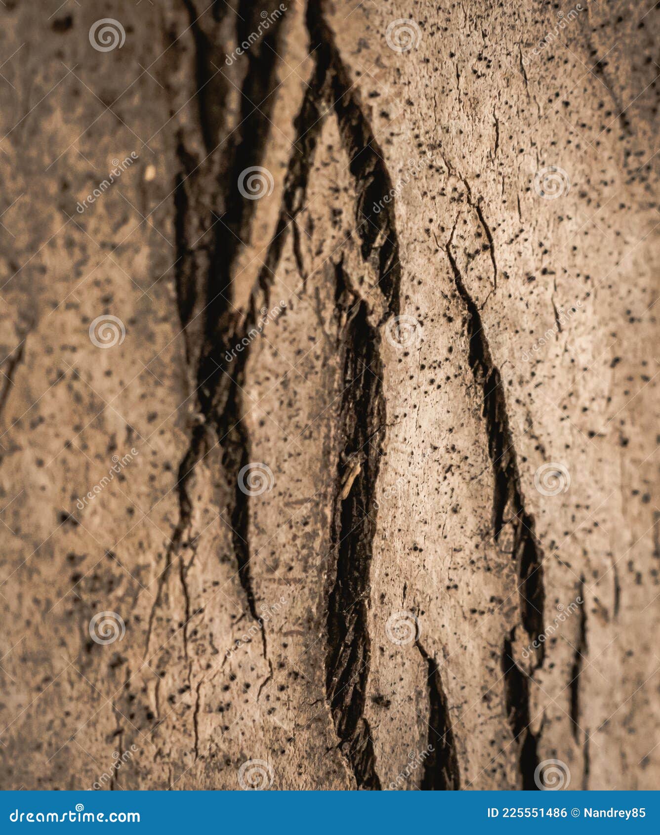 VERTICAL Hard Wood Crack Down Lines Split Base on Outermost Layer of ...