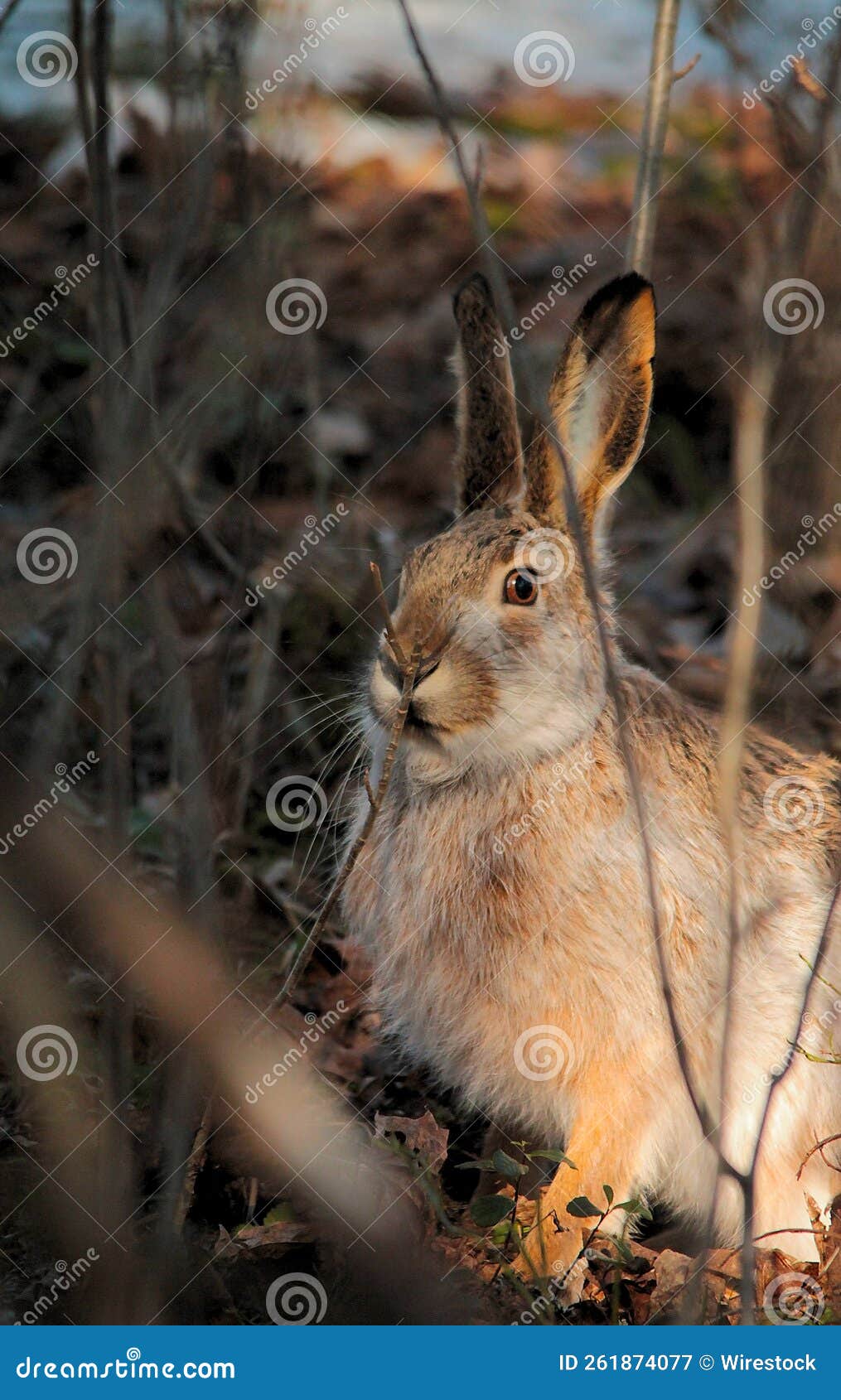 Vertical of a Hare in the Forest. Stock Image - Image of rabbit, forest ...