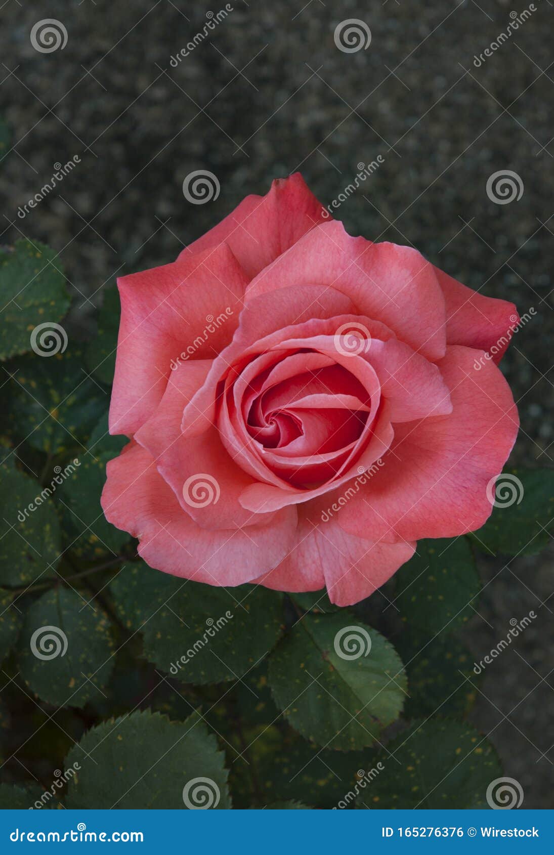 Vertical High Angle Closeup Shot of a Gorgeous Bloomed Pink Rose Stock ...