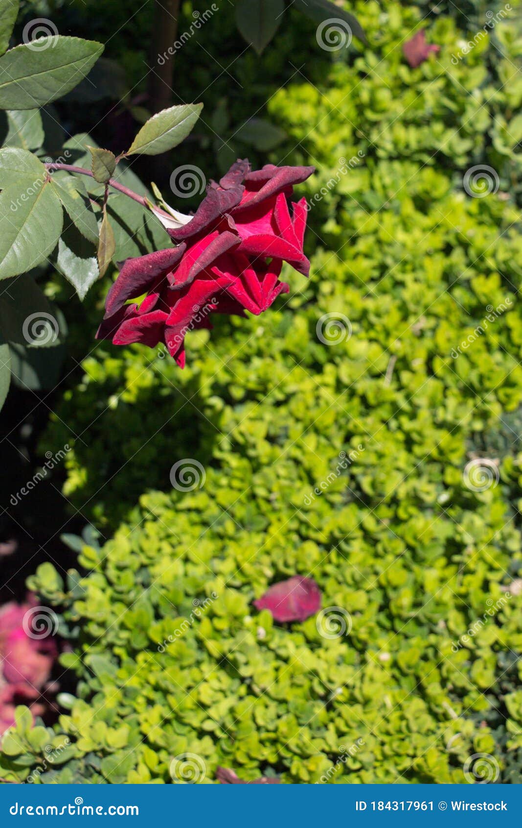 Vertical High Angle Closeup Shot of a Red Rose on the Bush with Falling ...