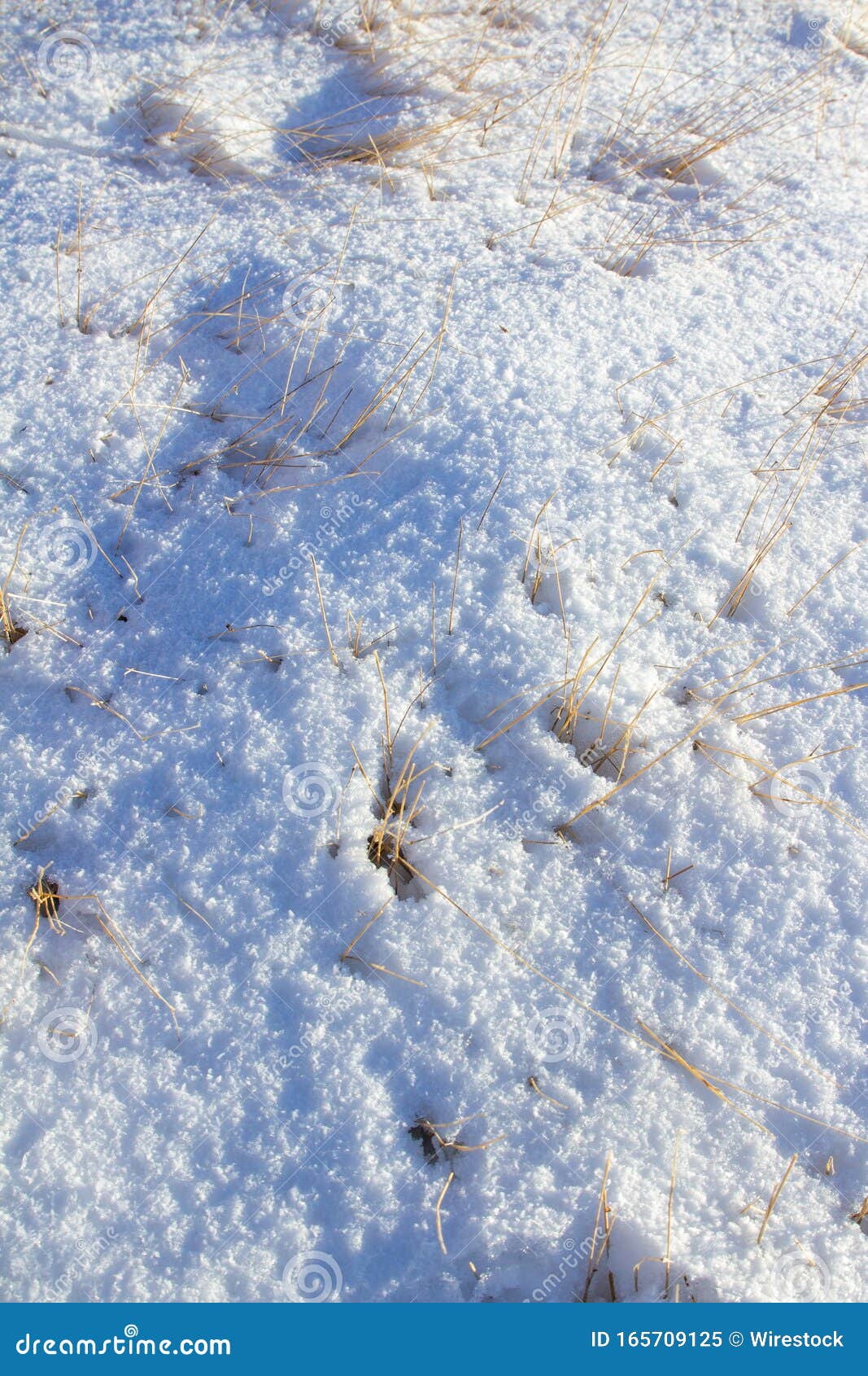 Vertical High Angle Shot of Beautiful Snow Textures with a Few Dry ...