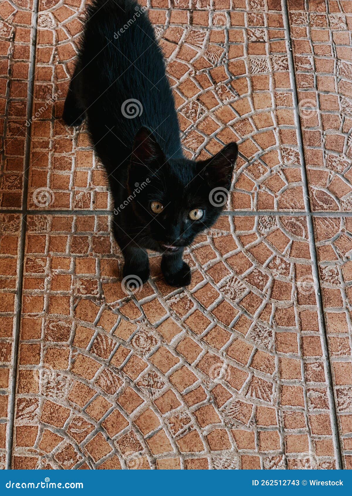 Vertical High Angle Shot of a Black Cat Standing on the Floor with ...
