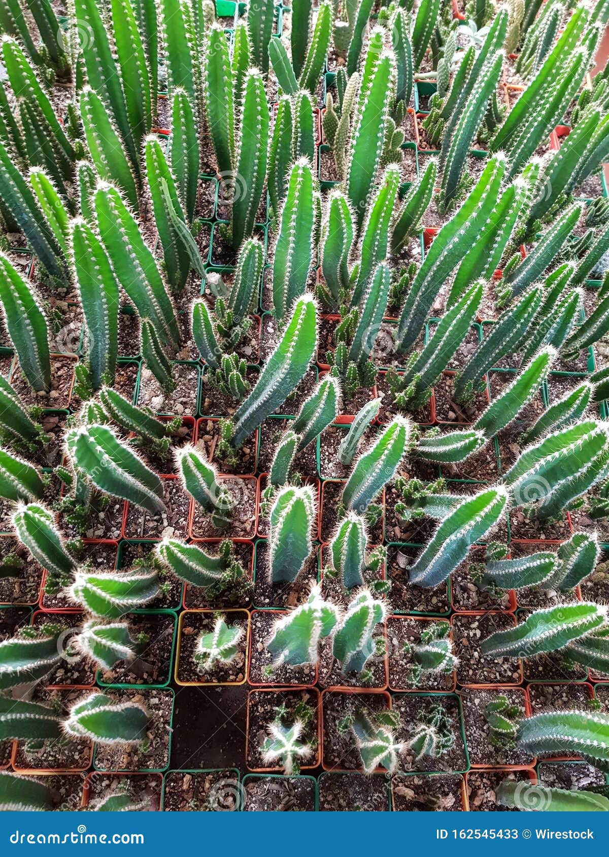 Vertical High Angle Shot of a Cactus Garden during Daytime Stock Image ...