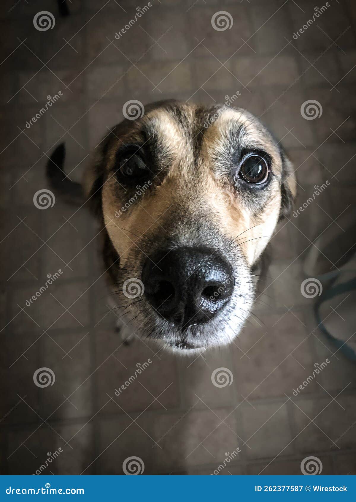 Vertical High Angle Shot of a Cute Dog Looking Straight at the Camera ...