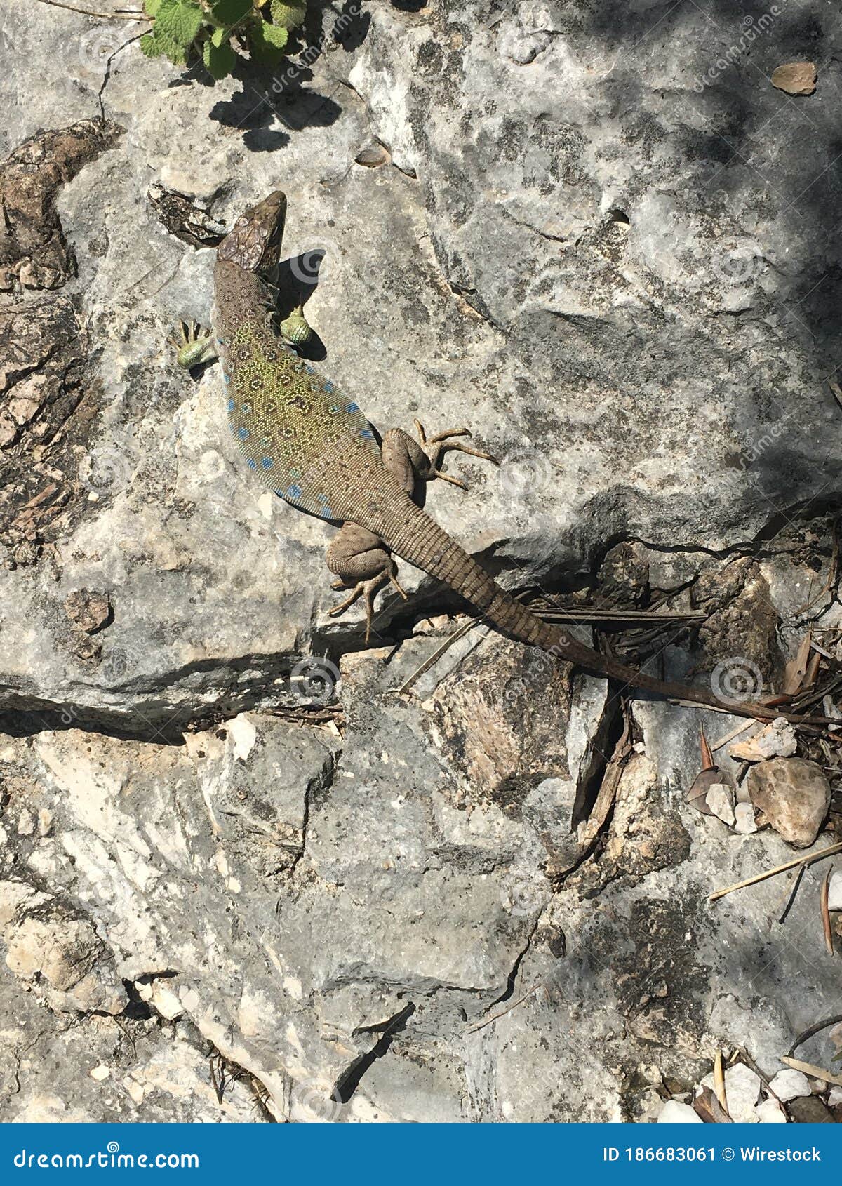 Vertical High Angle Shot of an Exotic Lizard Standing on a Big Rock ...