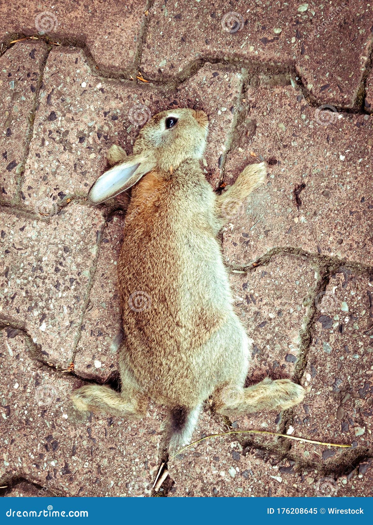 Vertical High Angle Shot of a Fluffy Rabbit Lying on the Concrete ...