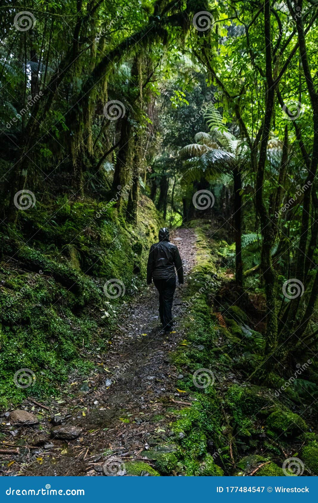 Vertical High Angle Shot of a Person Walking through the Narrow Path in ...