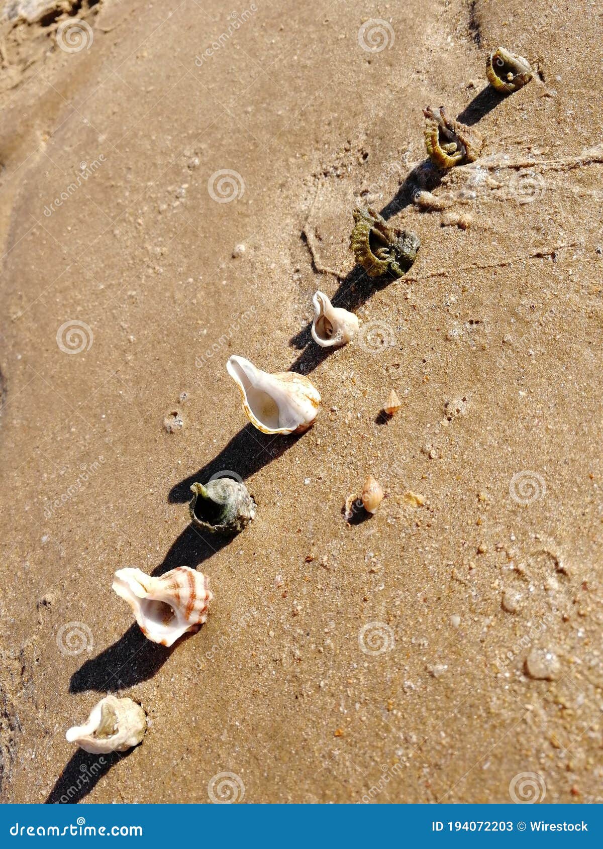 Vertical High Angle Shot of Seashells in a Row on the Sand at the Beach ...