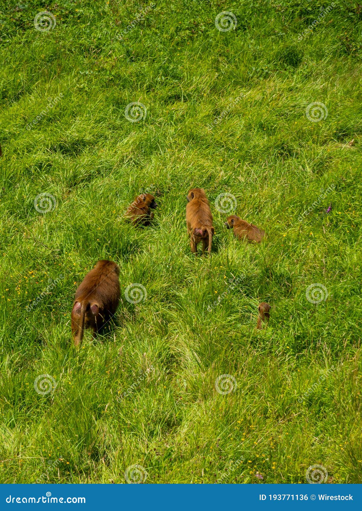 Vertical High Angle Shot of Small Baboons Running through a Green Field ...