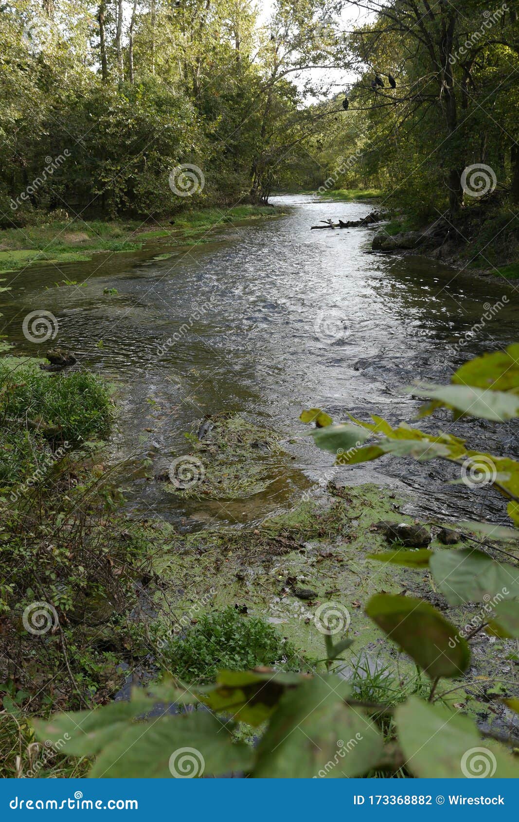 Vertical High Angle Shot of a Spring-fed Stream in the Missouri Ozarks ...
