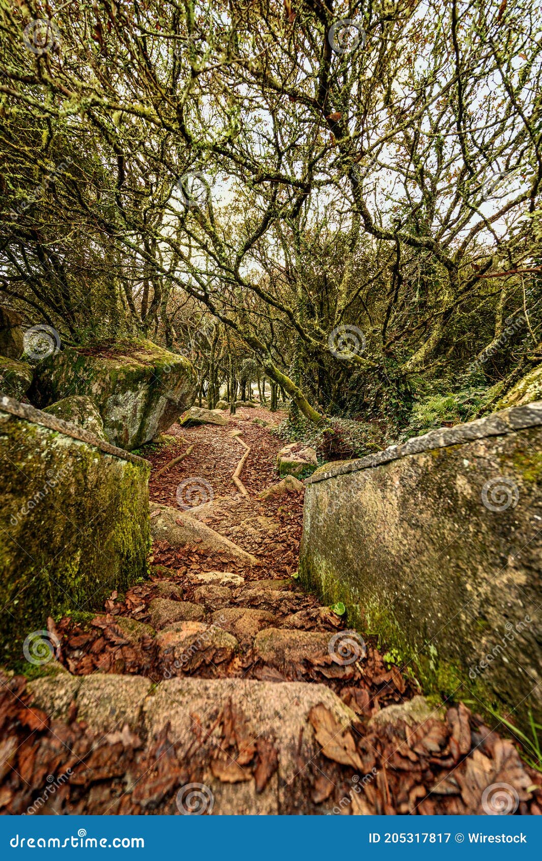 Vertical High Angle Sot of a Pathway in a Forest Stock Image - Image of ...