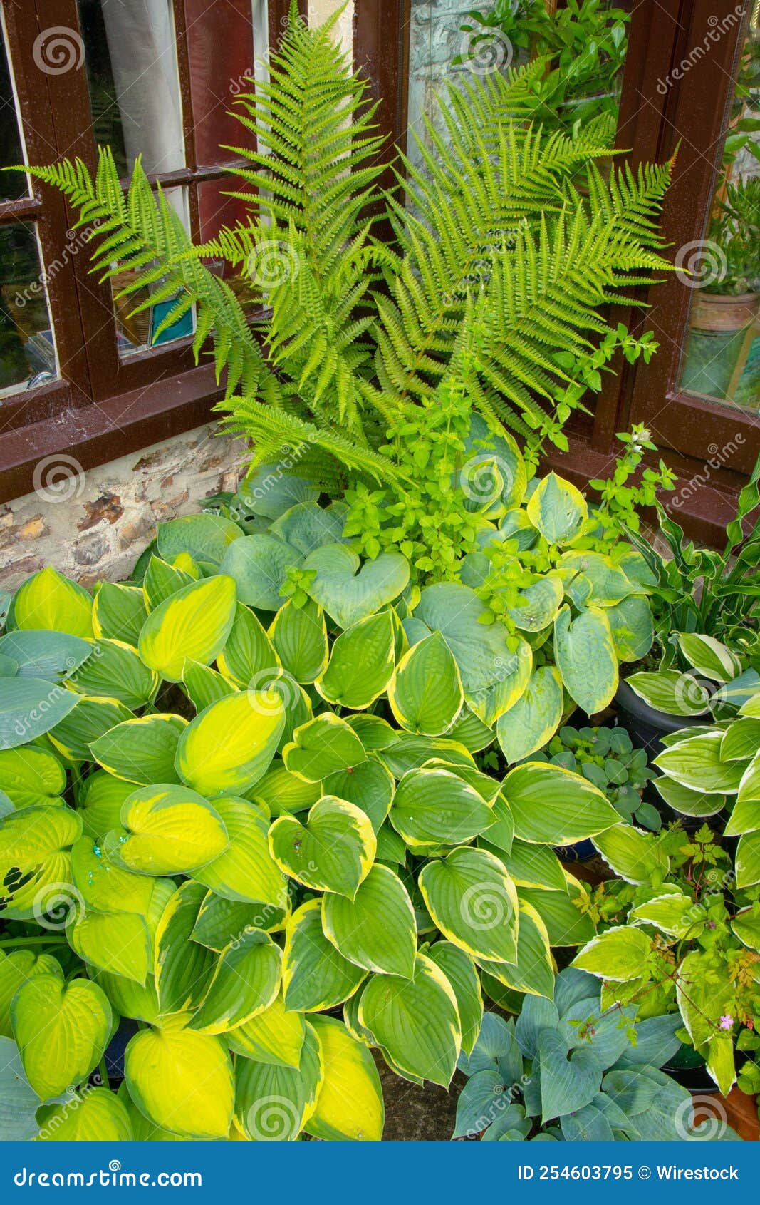 Vertical High-angle View of Green Leafy Plants by the Windows Stock ...