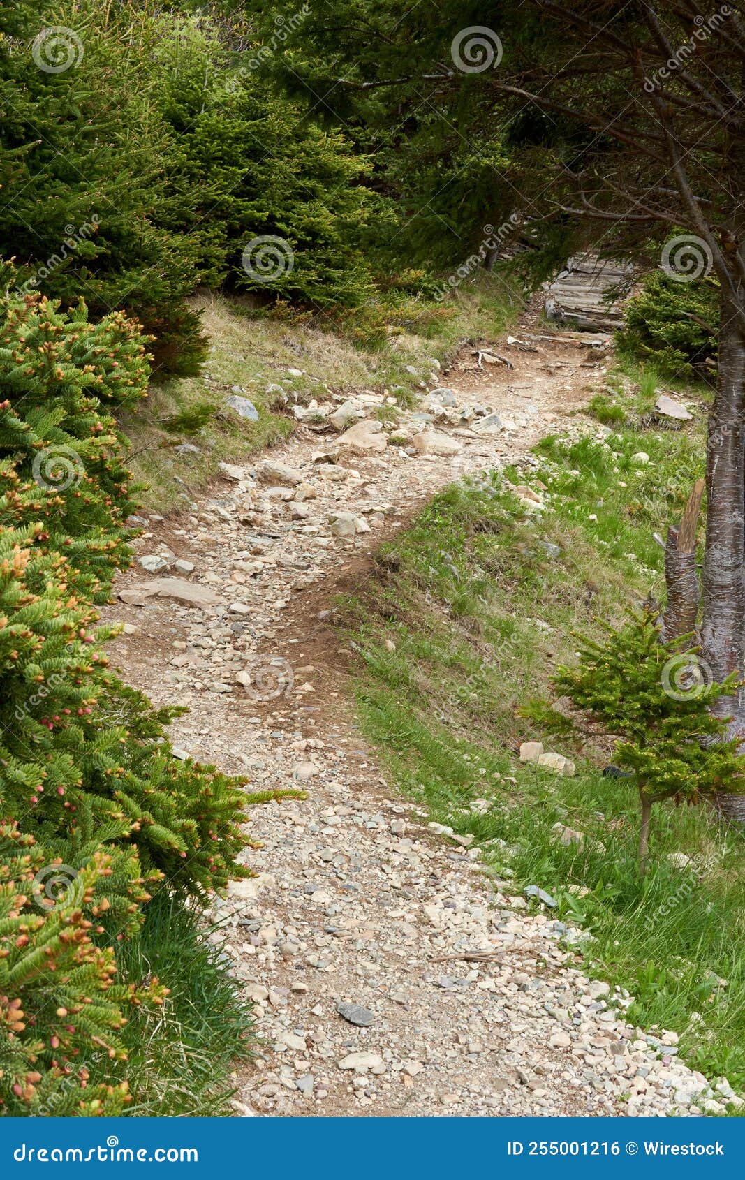 Vertical High-angle View of a Pathway Leading into the Woods Stock ...