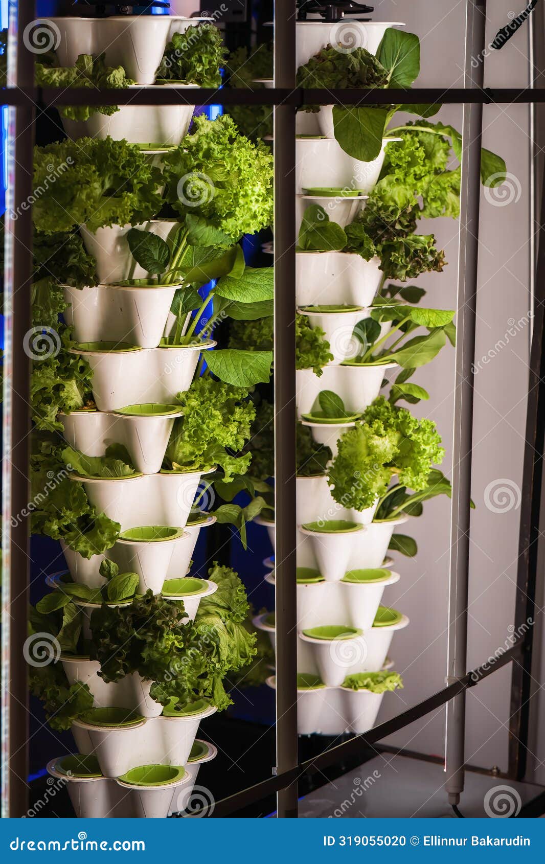 Vertical Hydroponic Gardens, Tower Hydroponic Gardens Using Pipes Stock ...