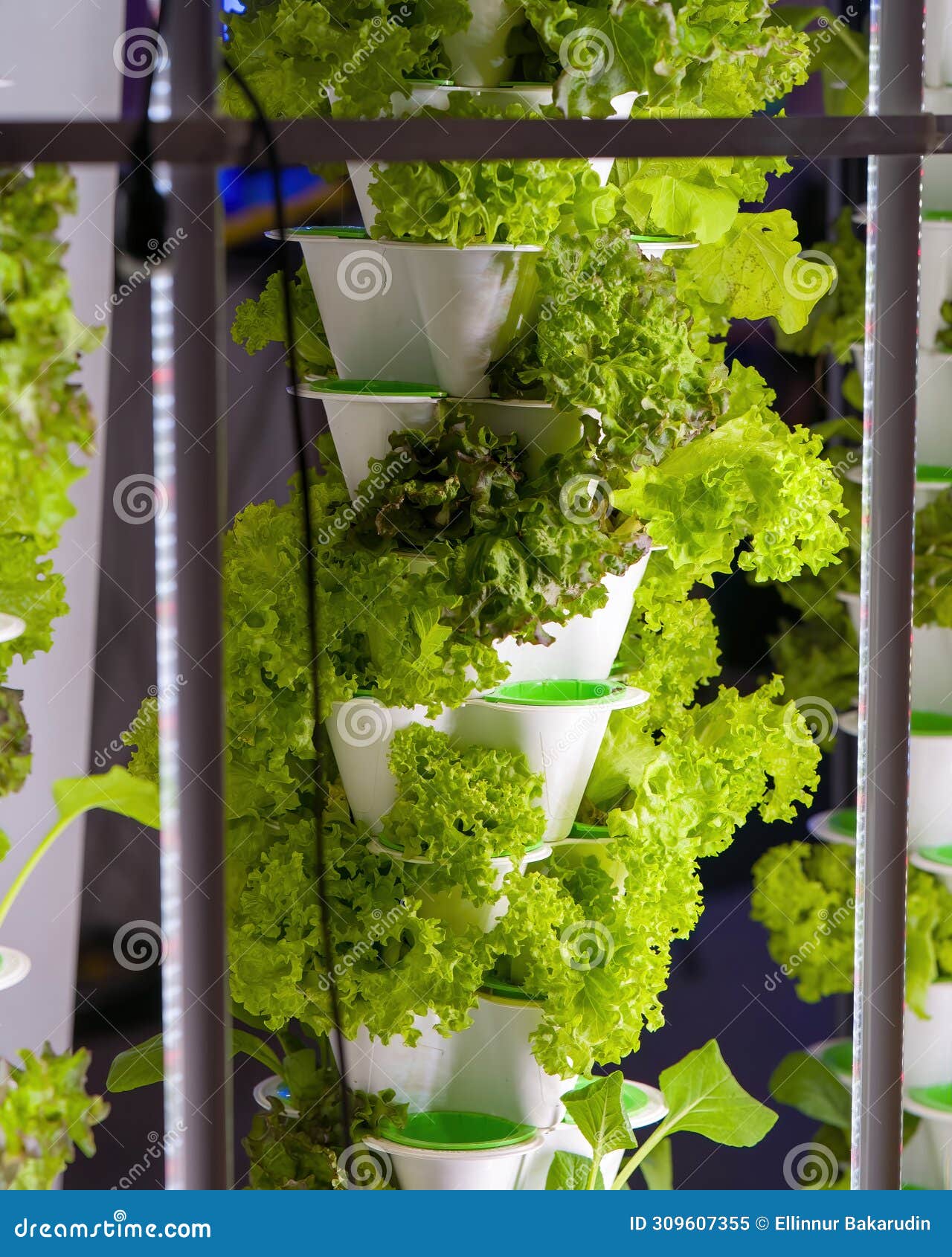 Vertical Hydroponic Gardens, Tower Hydroponic Gardens Using Pipes Stock ...