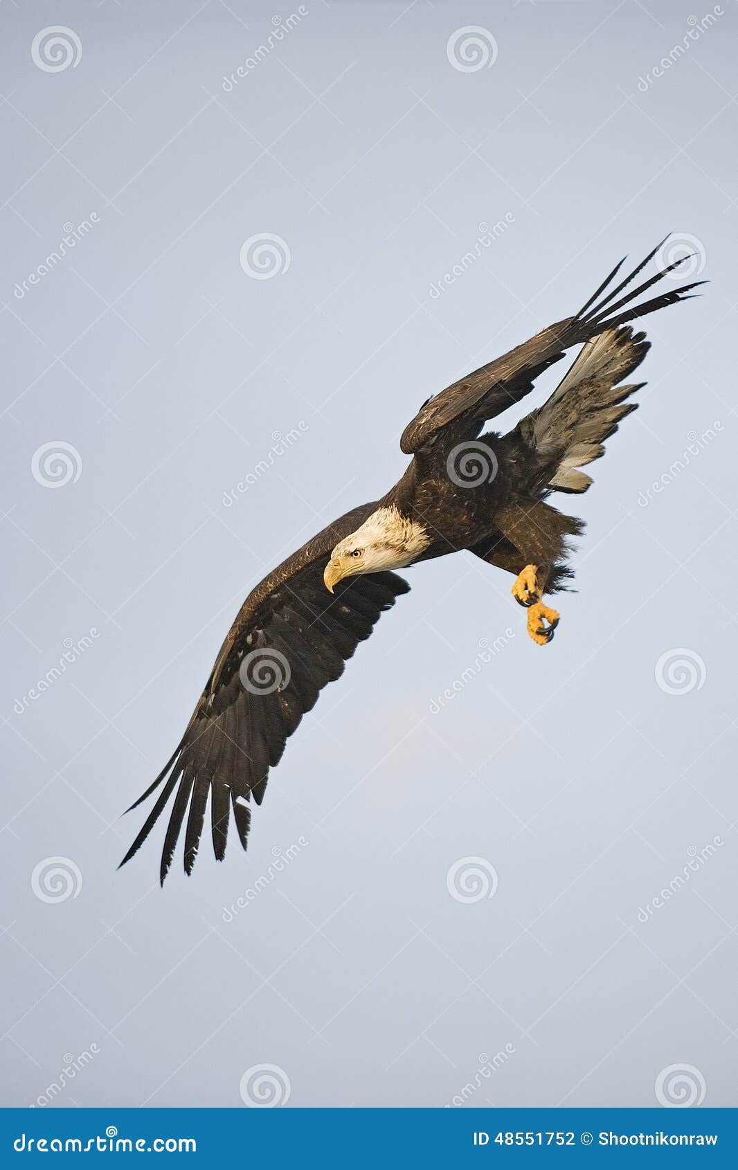 Vertical Image of a Bald Eagle Diving from the Sky Stock Photo - Image ...