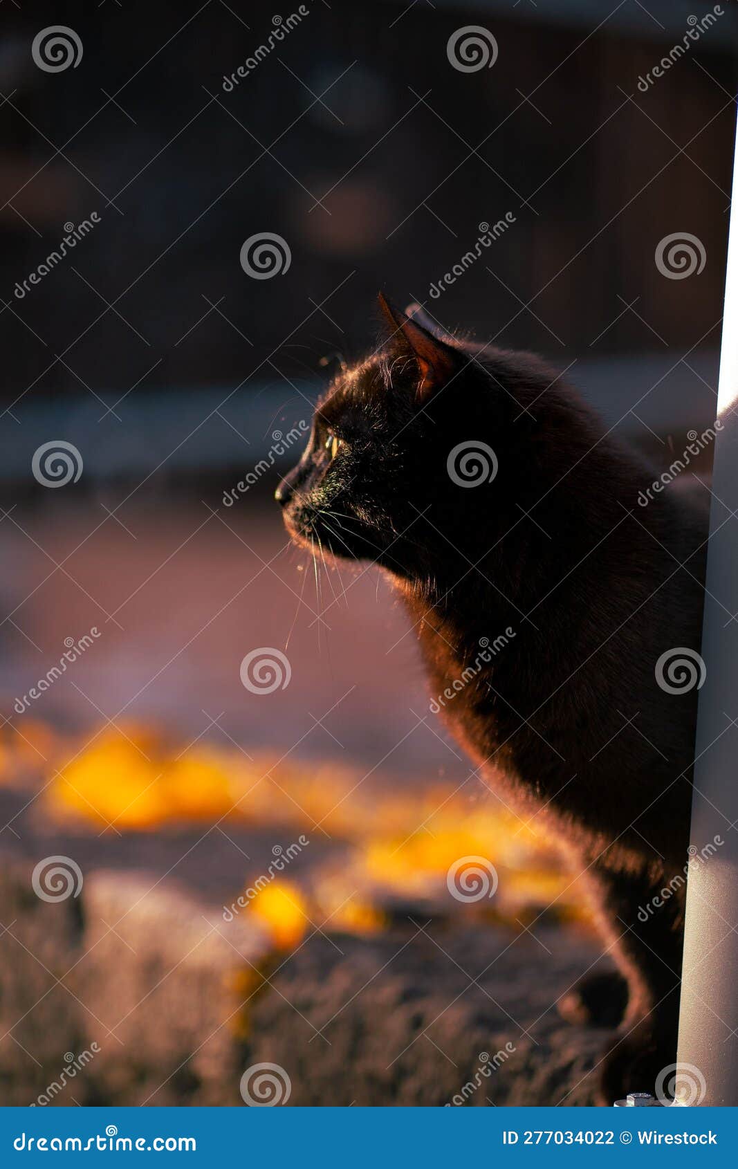 Vertical Image of a Black Cat Captured from the Side Stock Photo ...