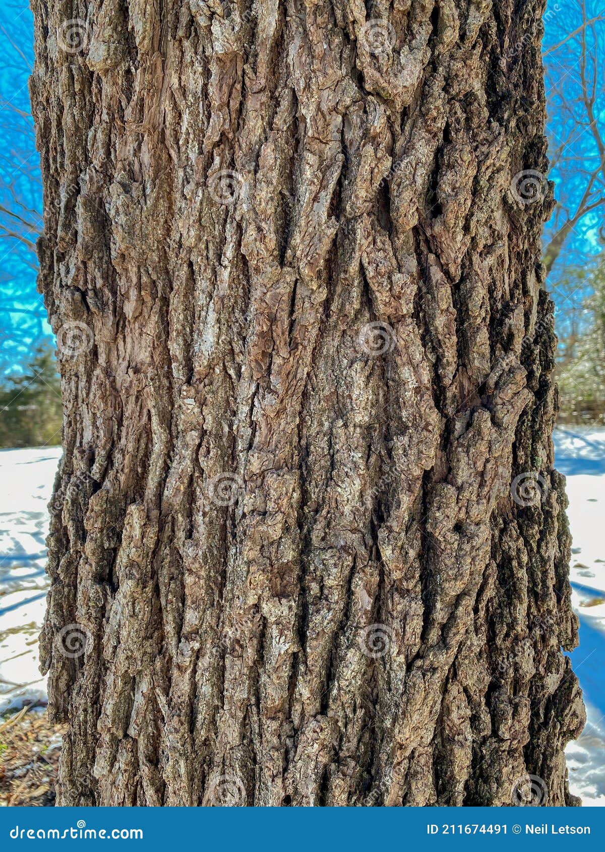 Tree Identification: Black Walnut. Juglans Nigra Stock Image - Image of ...
