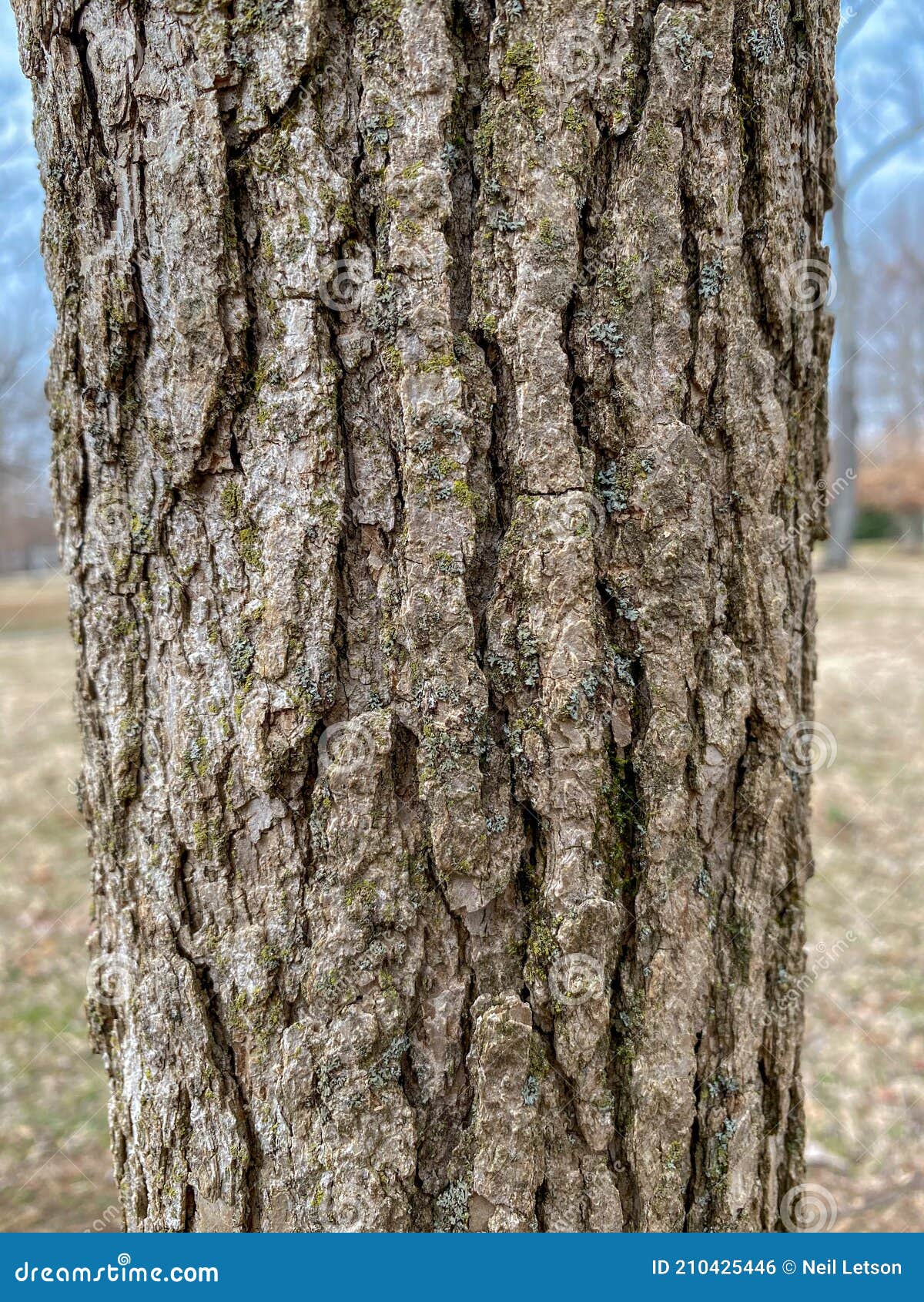 Tree Identification: Blue Ash Fraxinus Quadrangulata Stock Photo ...