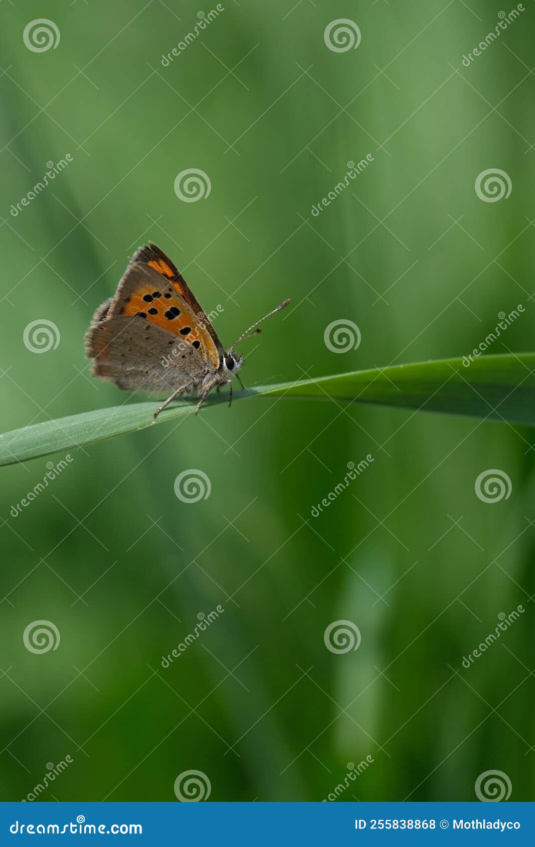 Vertical Image of a Common Copper Butterfly Resting on a Blade of Grass ...