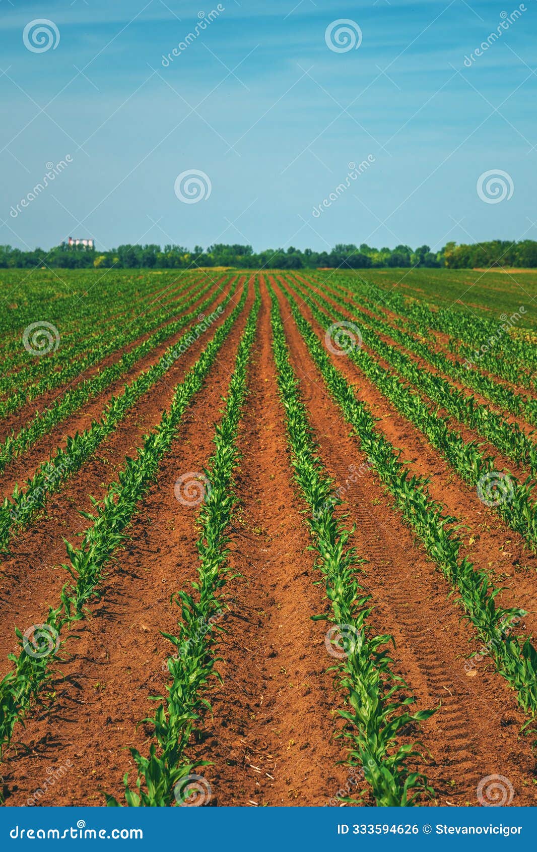 Vertical Image of Corn Maize Crop Field in Diminishing Perspective ...
