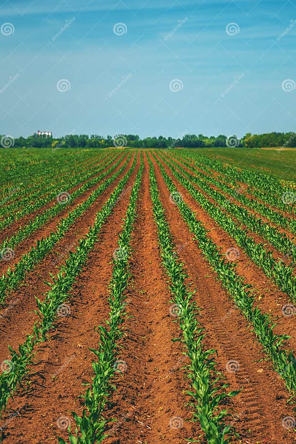 Vertical Image of Corn Maize Crop Field in Diminishing Perspective ...