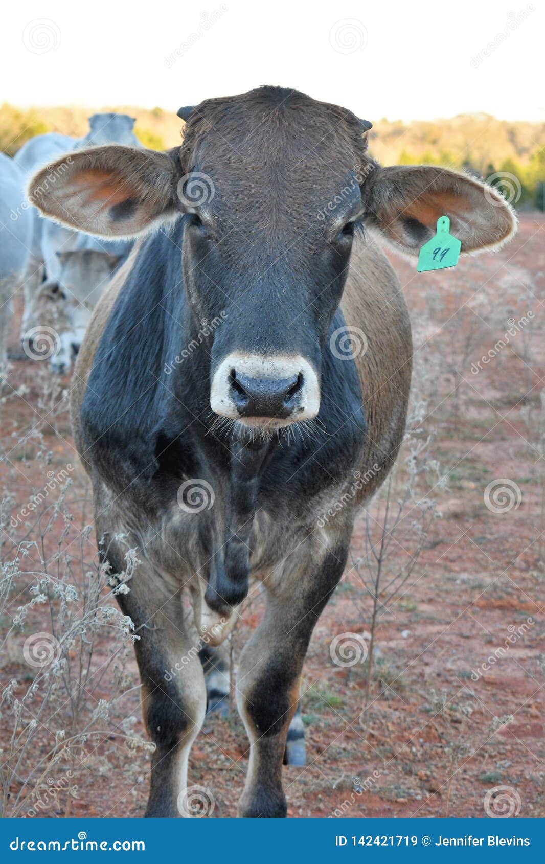 Vertical Image of a Cow Portrait Stock Image - Image of beef, bull ...