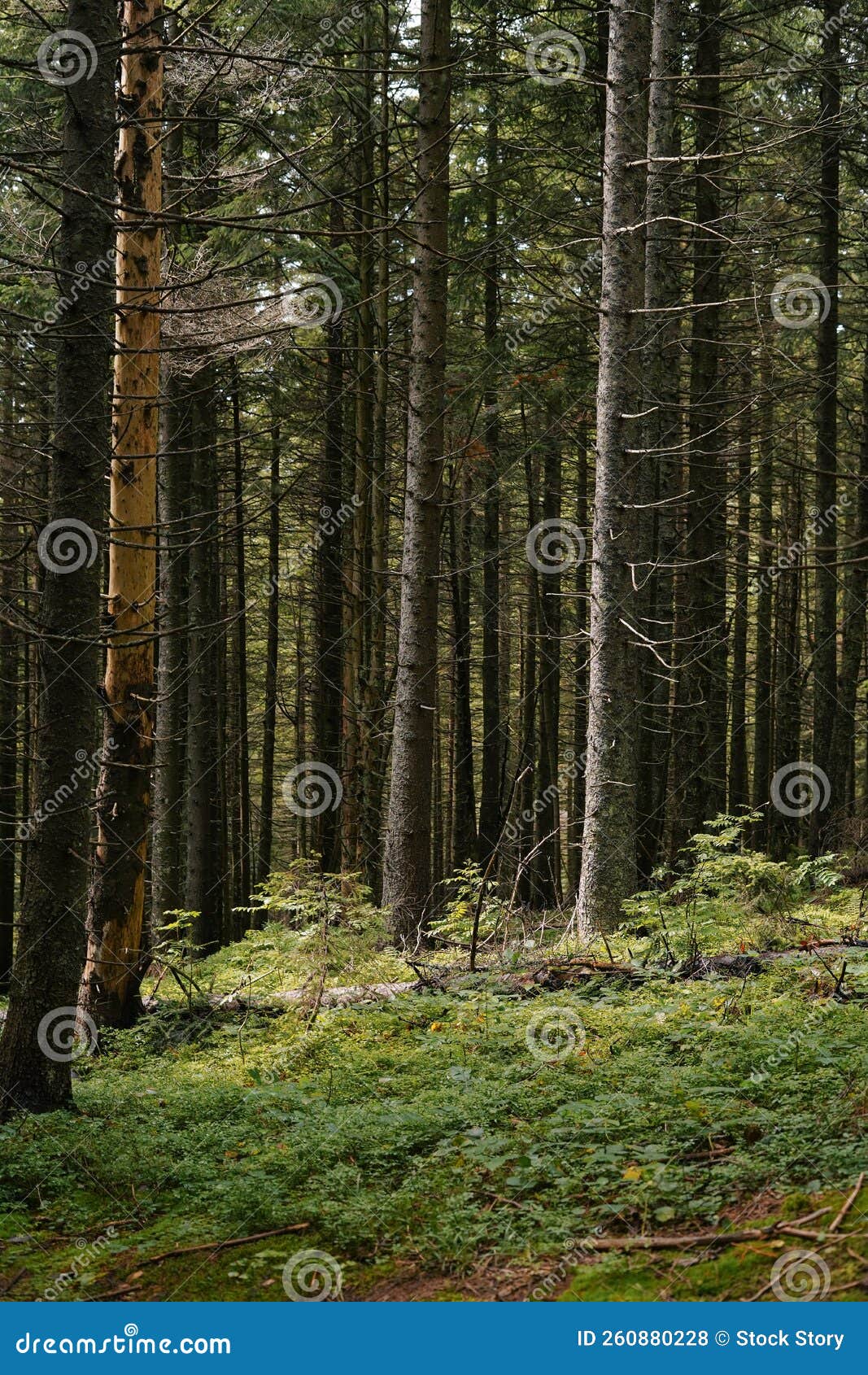 Vertical Image of Empty Pine Trees in the Forest Growing among Green ...