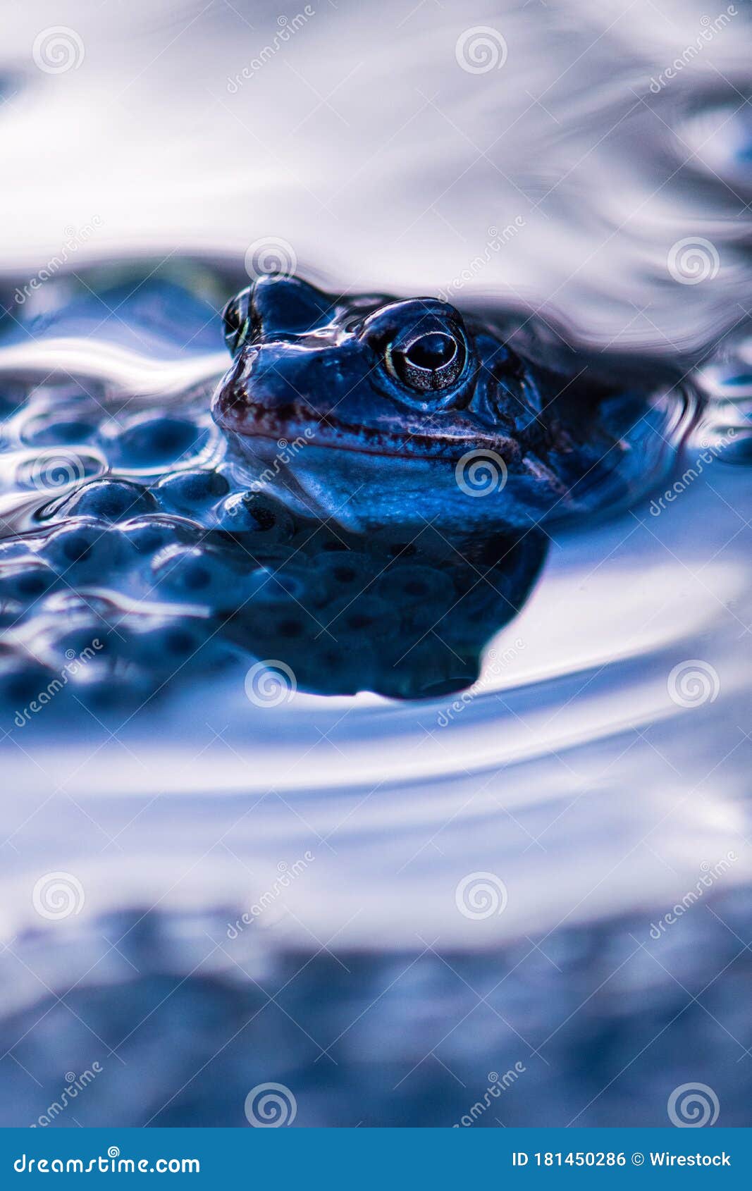 Vertical Image of a Frog in Water Surrounded by Frog Eggs Stock Photo ...