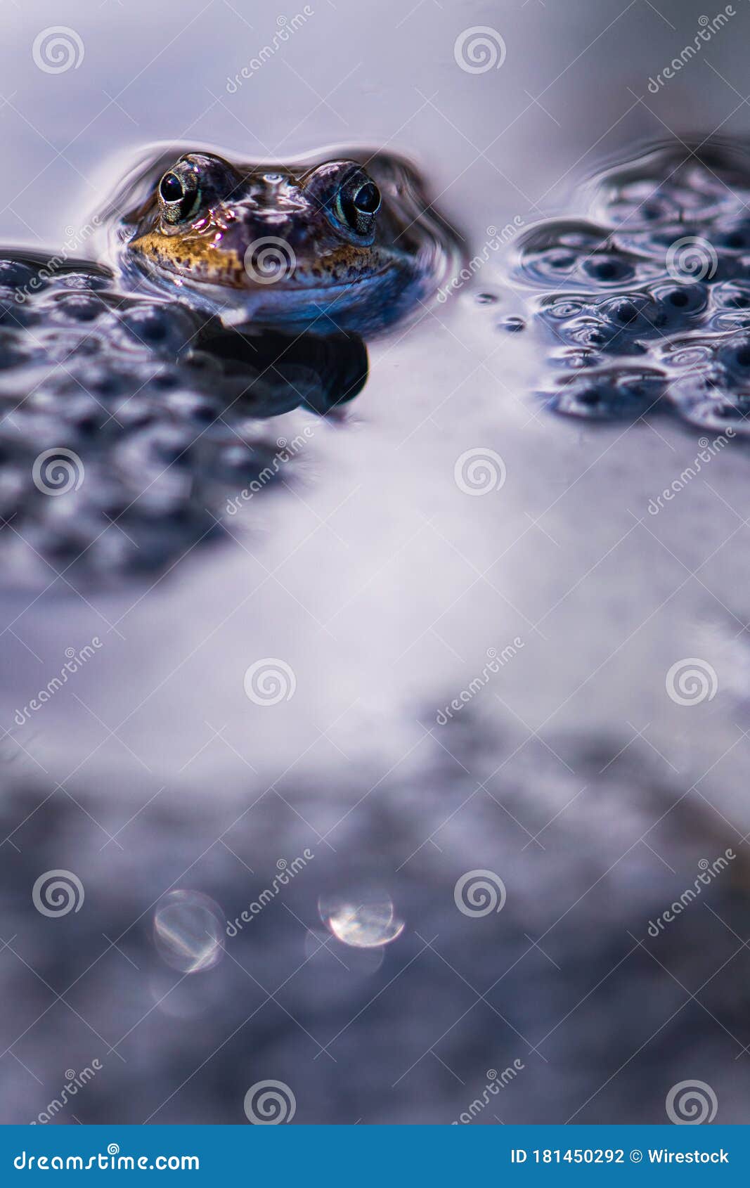 Vertical Image of a Frog in Water Surrounded by Frog Eggs Stock Photo ...