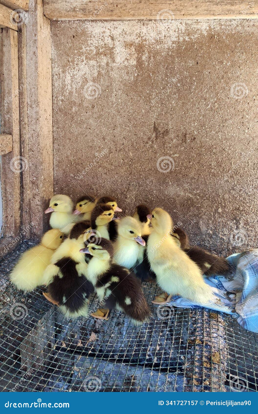 Vertical Image of Group of Yellow and Brown Ducklings. Stock Image ...