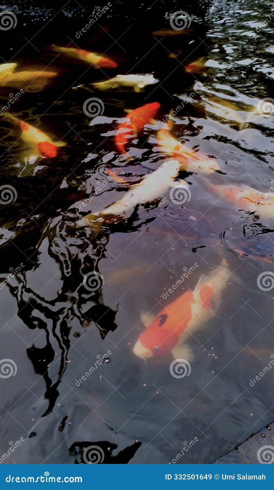 Vertical Image of Koi Fish Swimming in a Pond Stock Image - Image of ...
