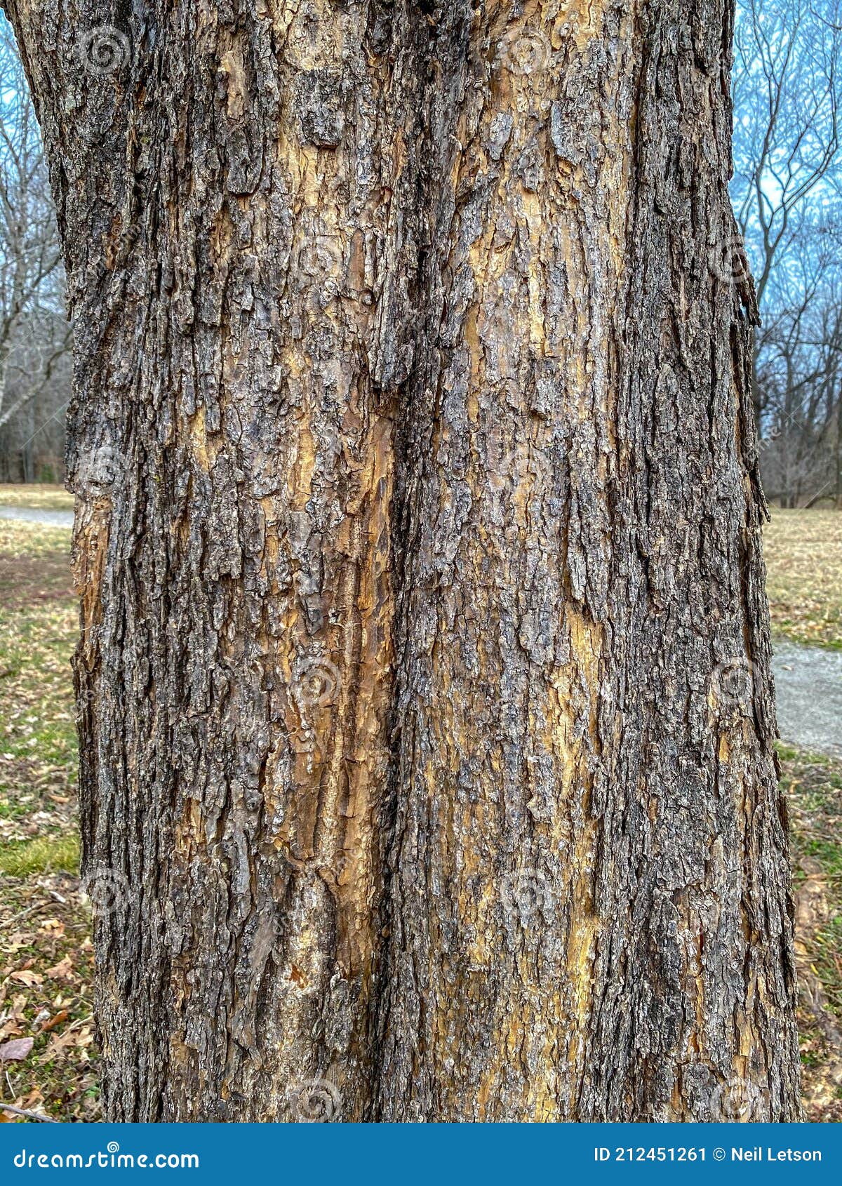 Tree Identification: Northern Catalpa. Catalpa Speciousa Stock Image ...