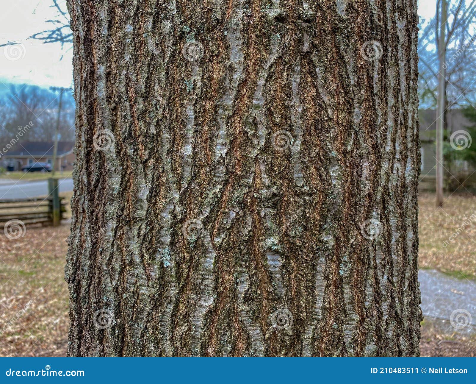 Tree Identification: Nuttall Oak Quercus Texana Stock Image - Image of ...