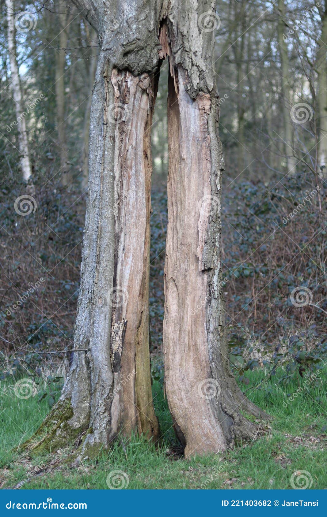 Split Tree Stump Left Over From A Broken And Fallen Tree In An Autumn ...