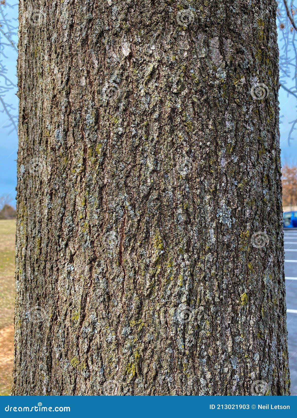 Tree Identification: Pin Oak. Quercus Palustris Stock Image - Image of ...