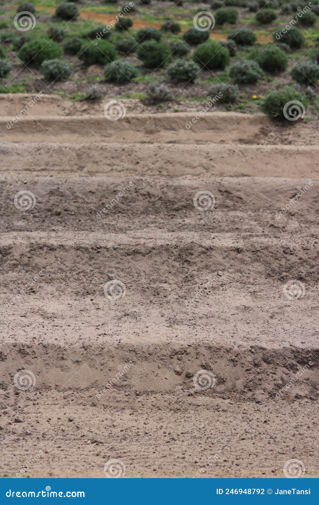Vertical Image of Prepared Sandy Soil with Low Bushes in Background ...