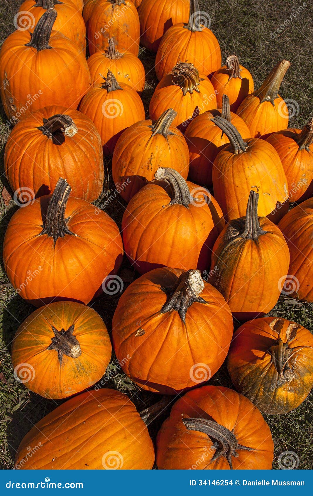 Vertical image of pumkins stock photo. Image of seasonal - 34146254