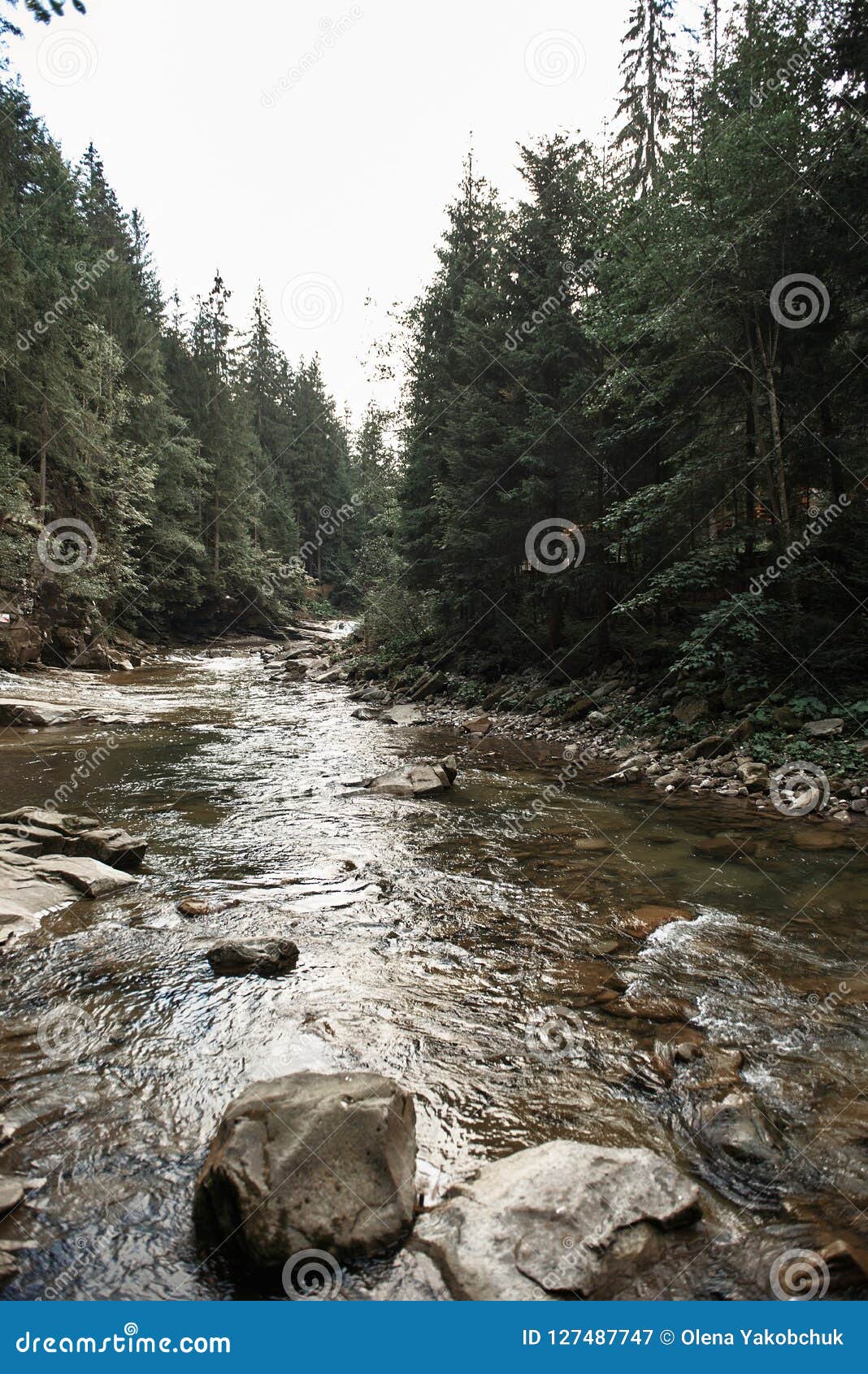 Vertical Image of Quiet River Flowing through the Forest Stock Image ...