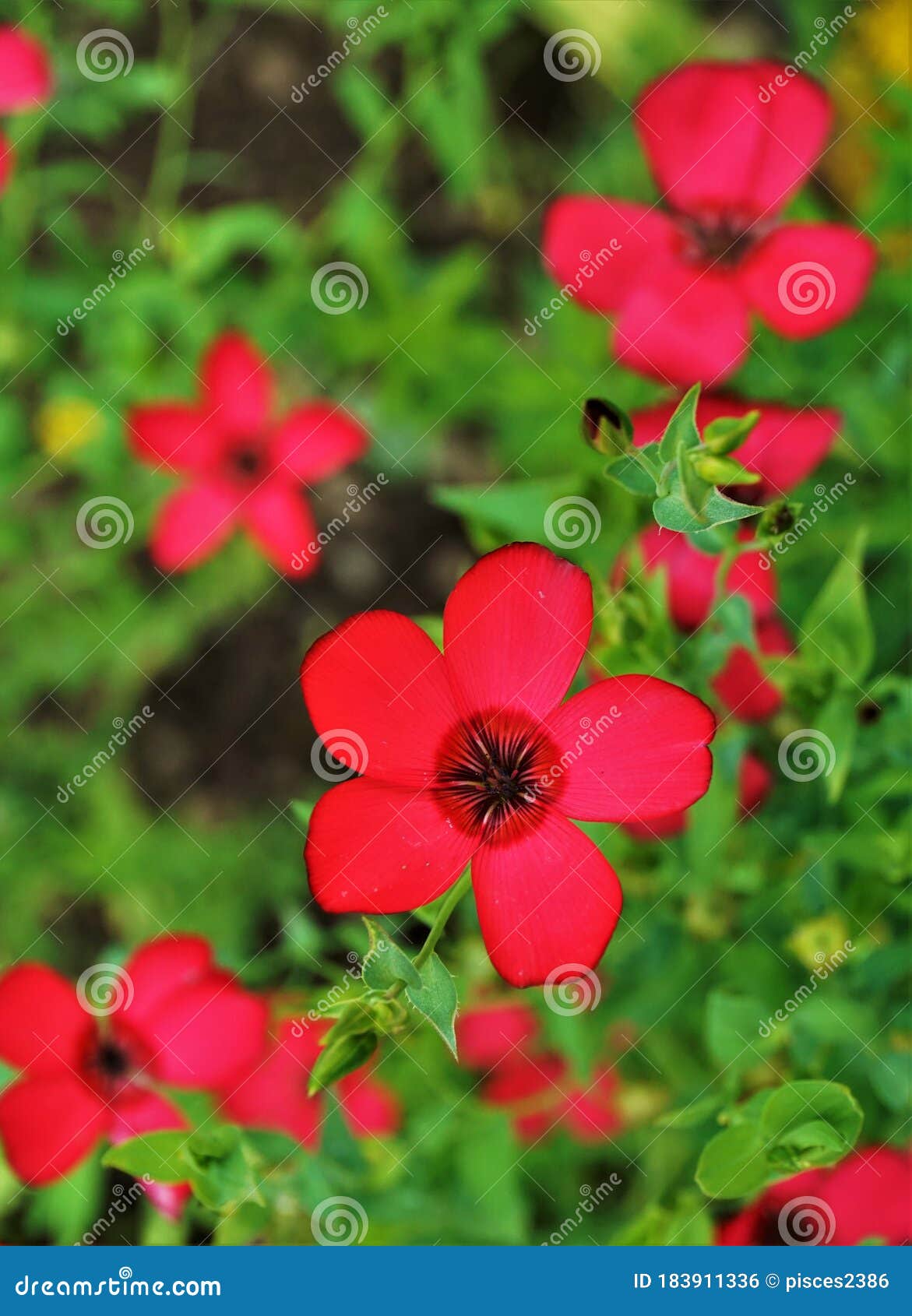 Vertical Image of a Red Blooming Adonis Flower Stock Photo - Image of ...