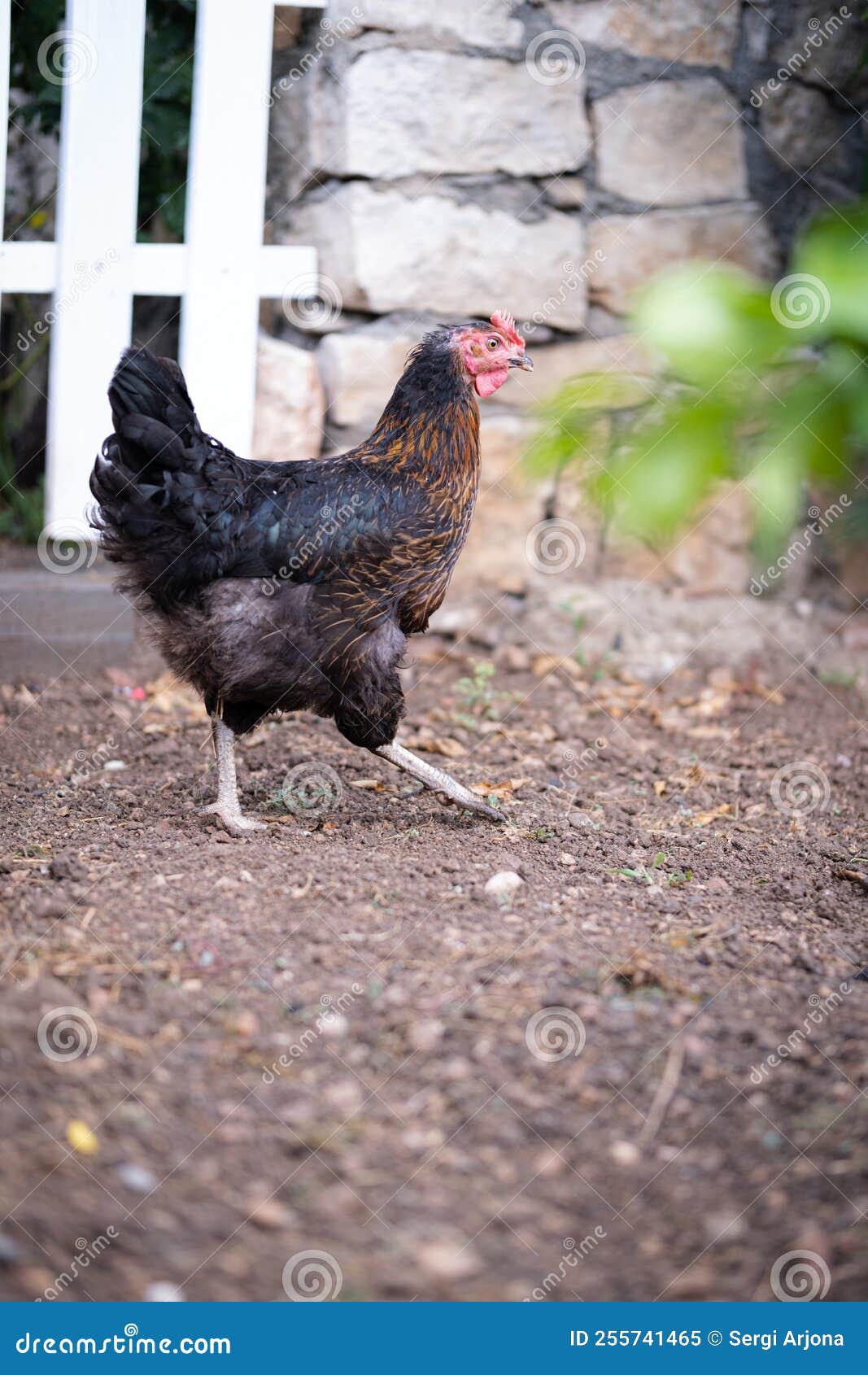 Vertical Image of a Rooster Walking in the Field Stock Image - Image of ...