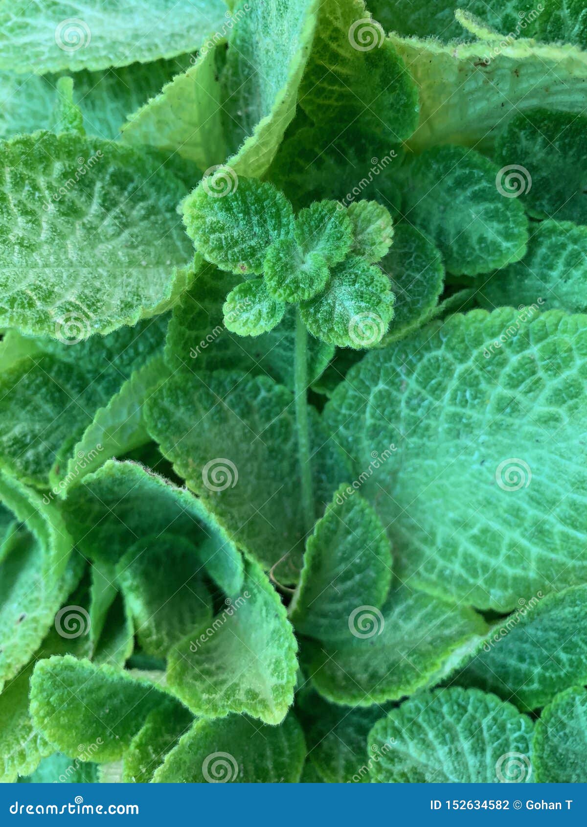 A Vertical Image of a Small Tree Decorated Garden, Episcia, Lil Lemon ...