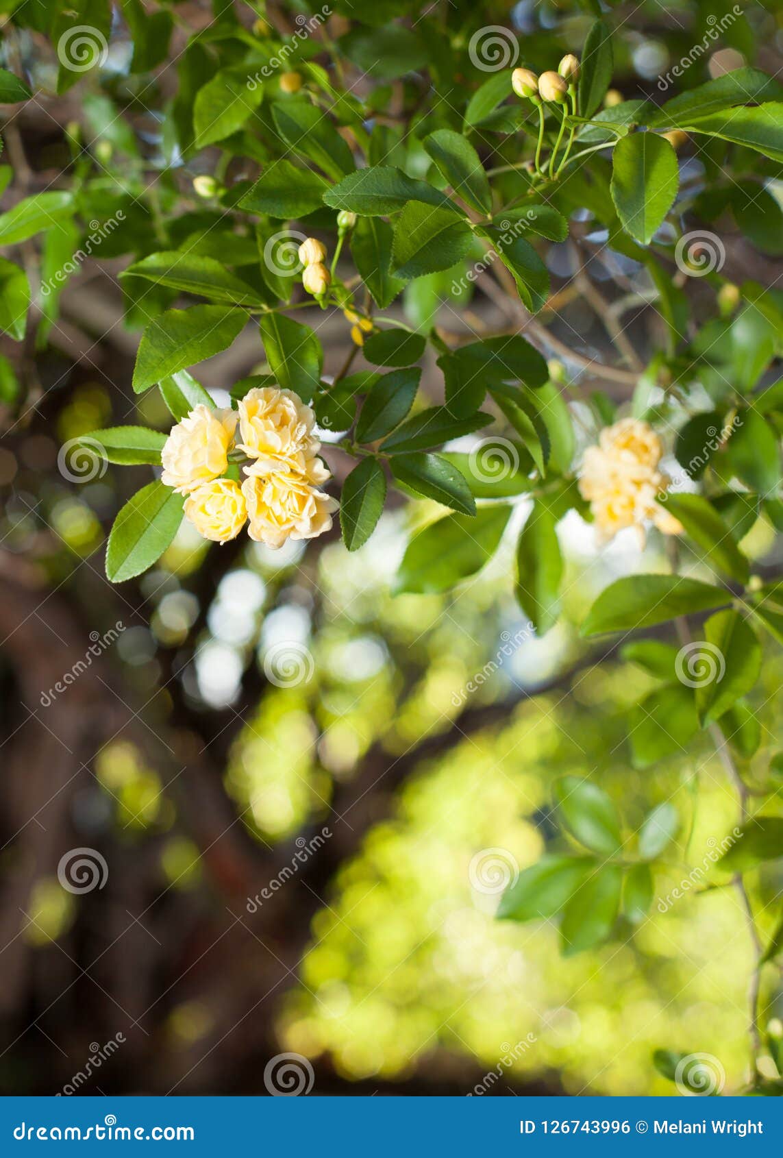 Vertical Image of Small Yellow Roses Blooming on Bush with Back Lit ...
