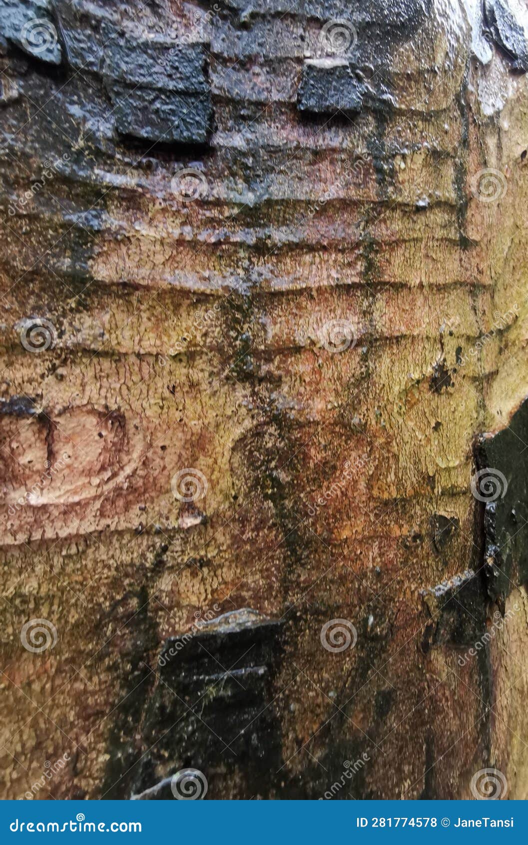 Vertical Image of Swirly and Grooved Damp Bark on Trunk of Tree Stock ...