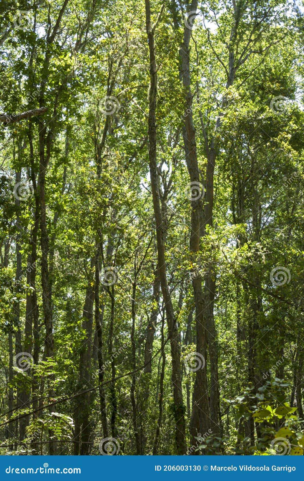 Dense Forest of Native Trees. Stock Photo - Image of perspective, logs ...